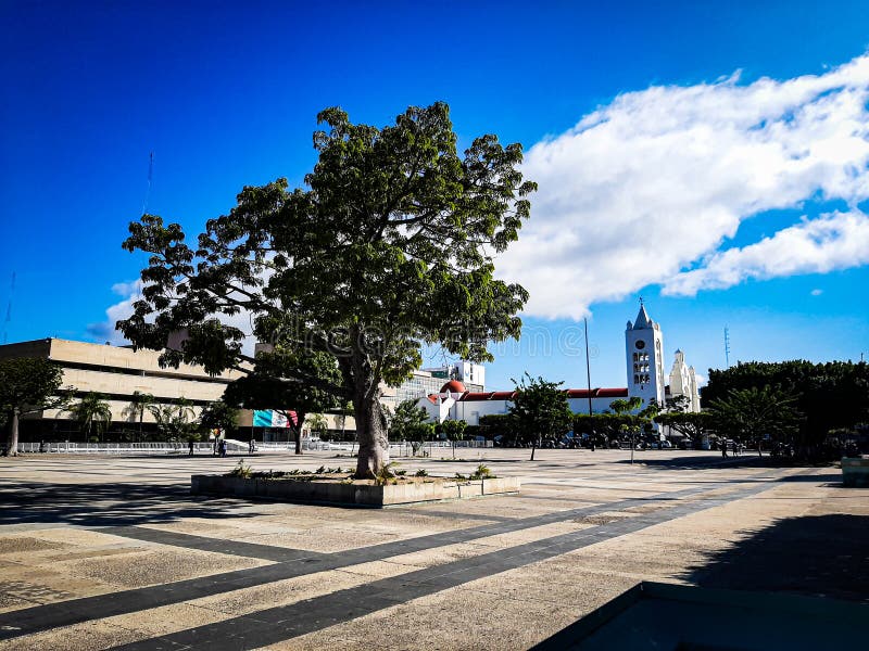 Single Large Tree in an Urban Area Stock Photo - Image of isolated ...