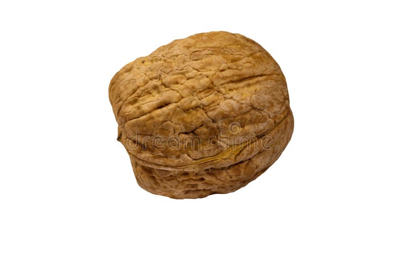 Two Large Walnut Trees With Partially Fallen Leaves Surrounded With ...