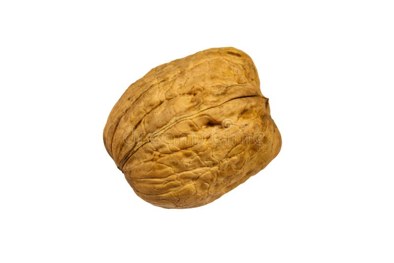 Giant Walnut Stock Photos - Download 116 Royalty Free Photos