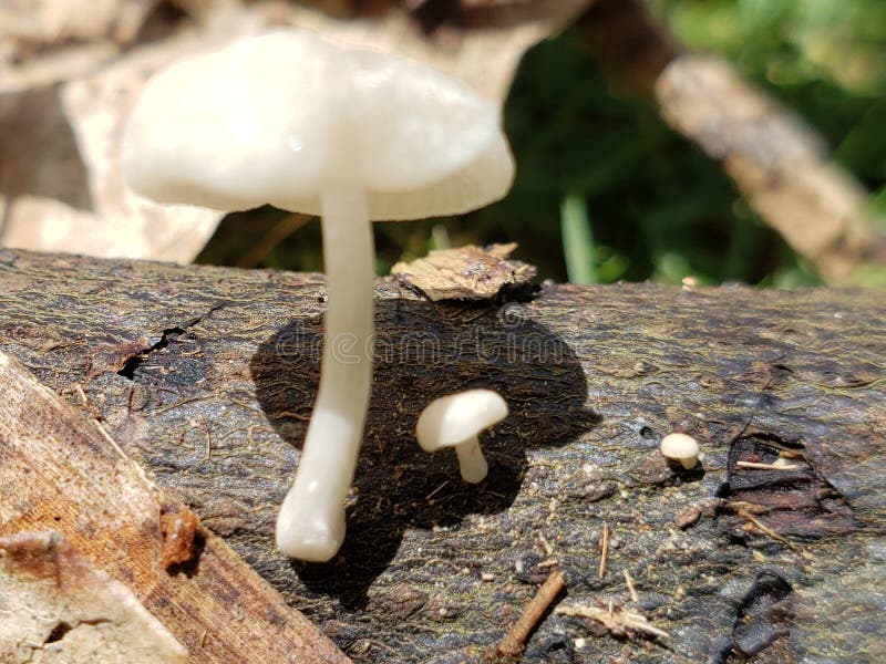 White Mushrooms Growing on a Decaying Log Stock Image - Image of ...