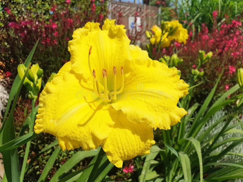 Single Large Yellow Hemerocallis Flower Stock Image - Image of panorama ...