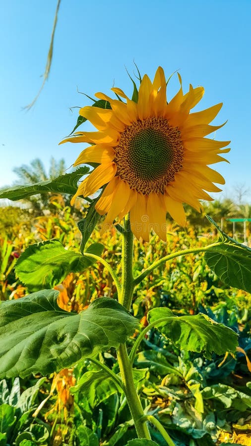Single Large Yellow Sunflower in the Center of a Bright, Sunny Field ...