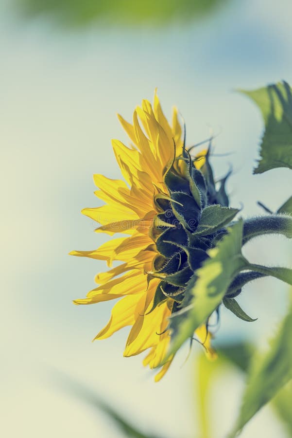 Single Large Yellow Sunflower, Side View Stock Photo - Image of ...