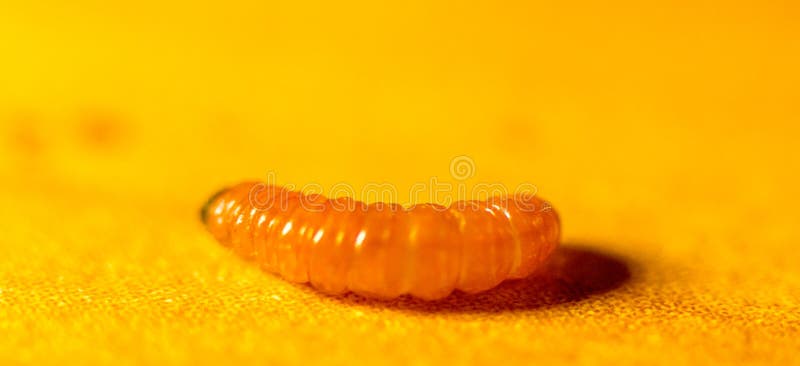 Larvae stock image. Image of animal, musca, common, domestica - 125554603