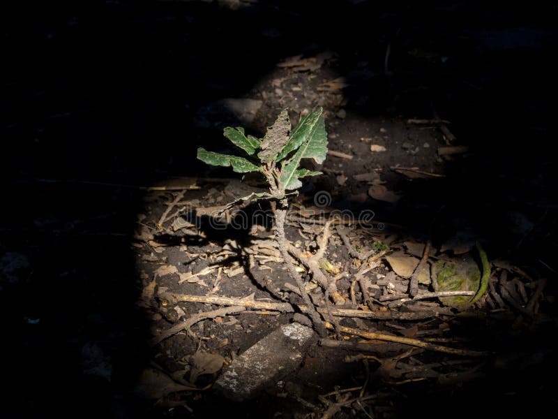 Single Laurel Plant, Lit by the Sun Stock Image - Image of plant ...
