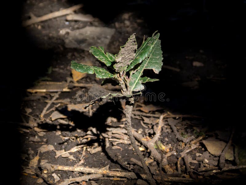Single Laurel Plant, Lit by the Sun Stock Image - Image of plant, spot ...