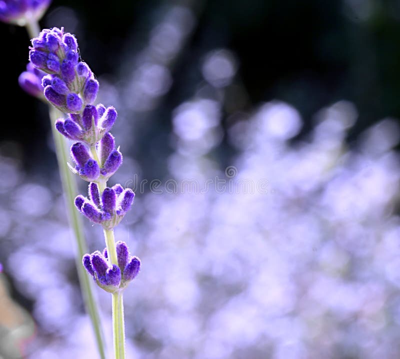 Single Lavender stock photo. Image of lavender, single - 1285758