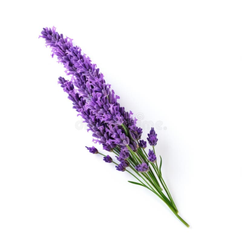 Single Lavender Flower Isolated on White Stock Photo - Image of ...