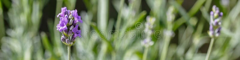 Single Lavender Flower Panoramic Stock Image - Image of aroma ...