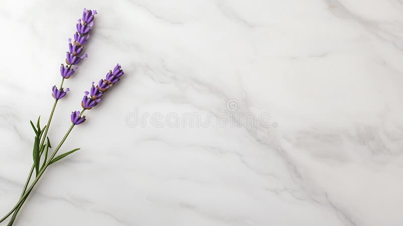 Single Lavender Sprig on Marble Surface Stock Illustration ...