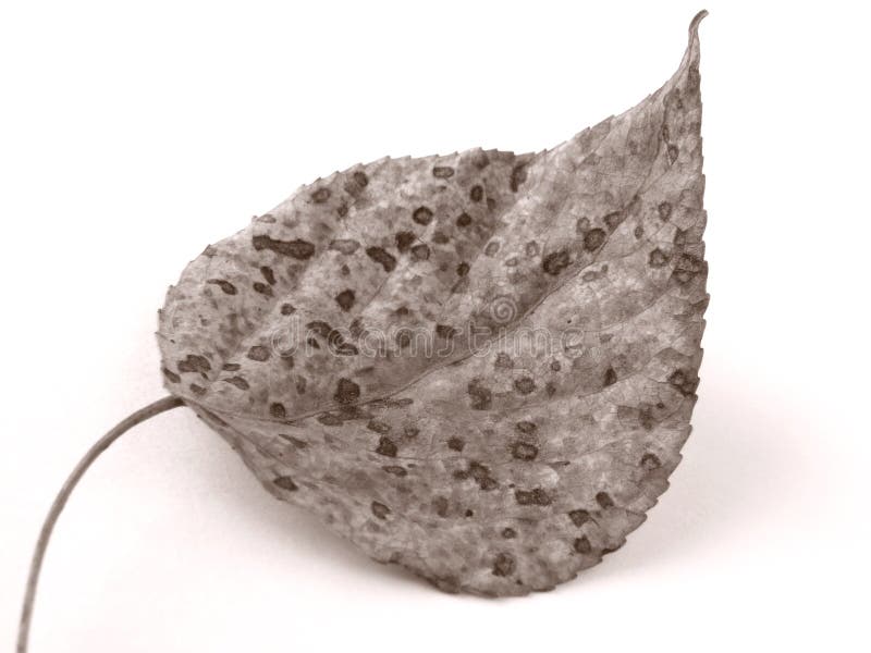 Single leaf stock photo. Image of nature, beauty, pattern - 10376558