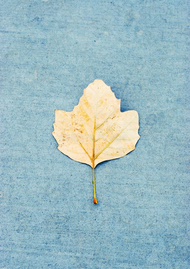 Single Leaf Picture. Image: 4190169