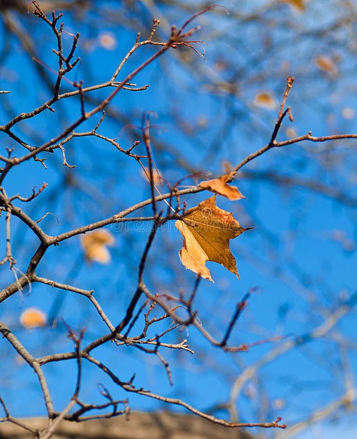 Single Leaf stock photo. Image of teal, golden, live, branch - 7415998
