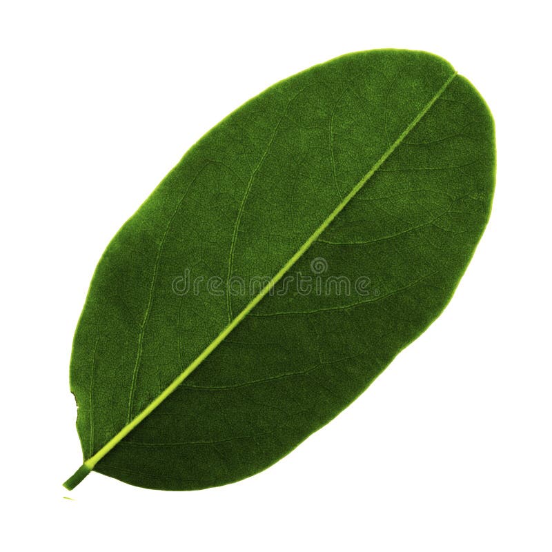 Single Leaf of Acacia Isolated on White Background, Bottom Side of Leaf ...