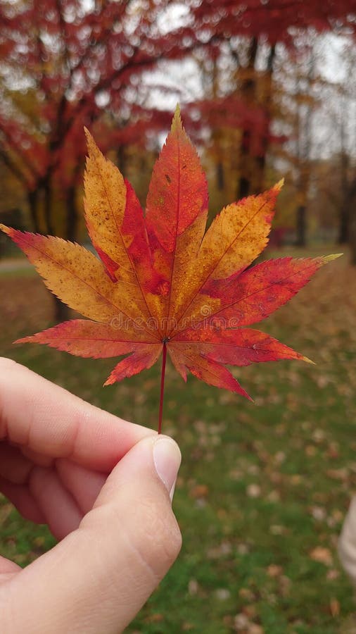 Single leaf in paper stock photo. Image of harmony, calmth - 184246