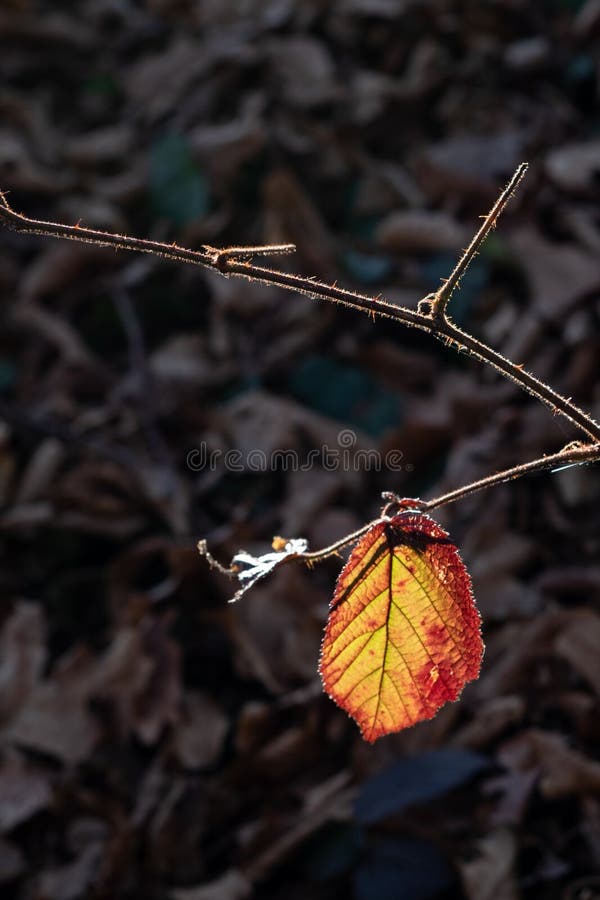 Single Leaf with Autumn Color, Illuminated by Sun Ray on Dark ...