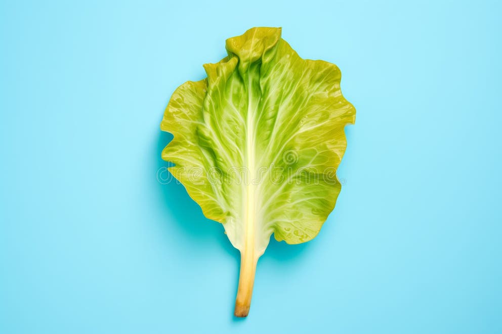 Single Leaf of Butterhead Lettuce on a Light Blue Surface Stock Photo ...