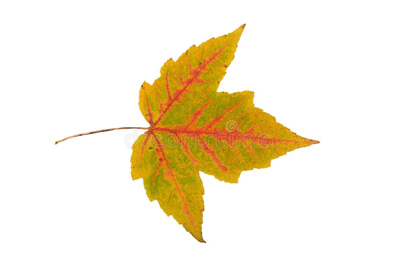 Single Leaf Collection Maple Stock Image - Image of foliage, color ...