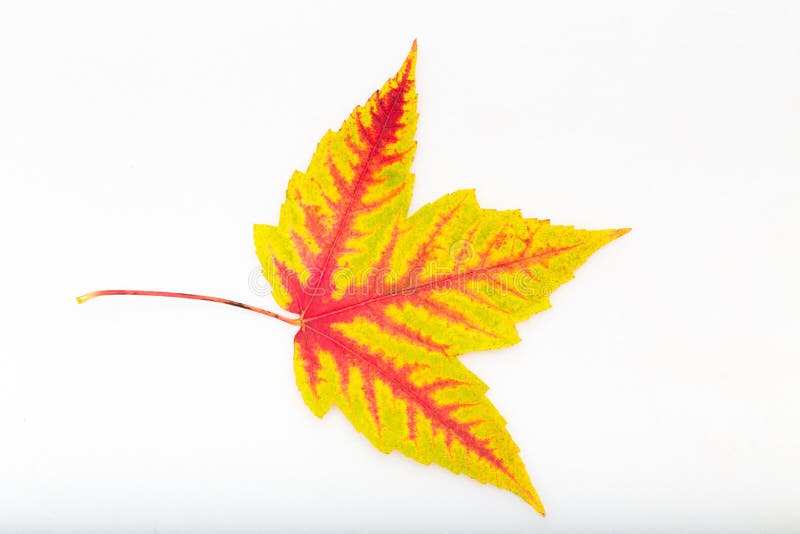 Single Leaf Collection Maple Stock Photo - Image of season, background ...