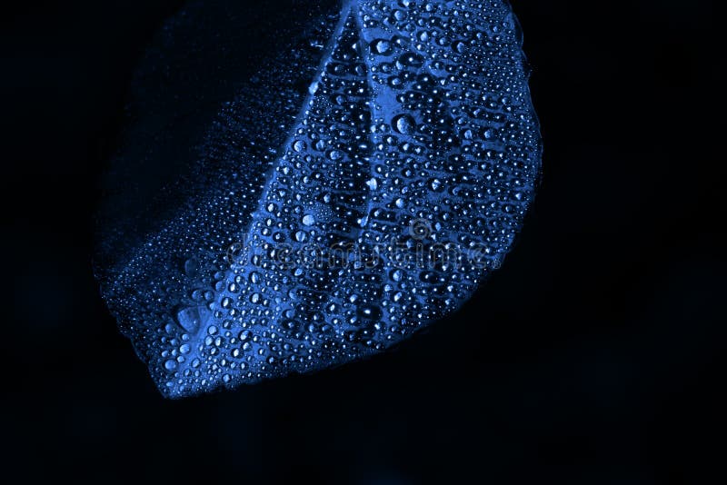 Single Leaf with Drops. Classic Blue - Trend Color of 2020 Stock Image ...