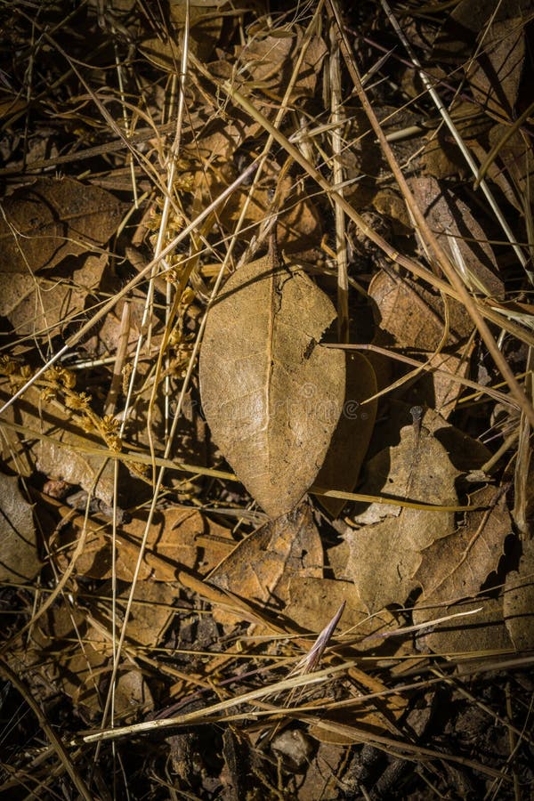 Single Leaf on Forest Floor Stock Image - Image of composition ...