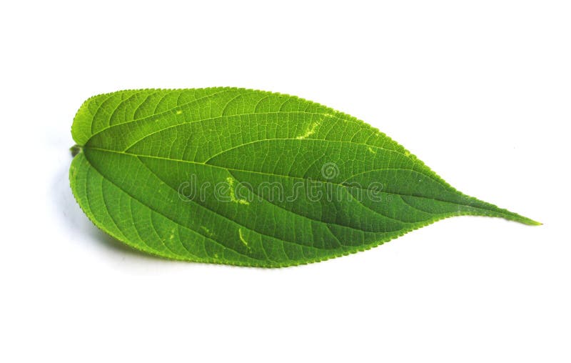 Single Leaf stock photo. Image of environment, backgrounds - 91769384