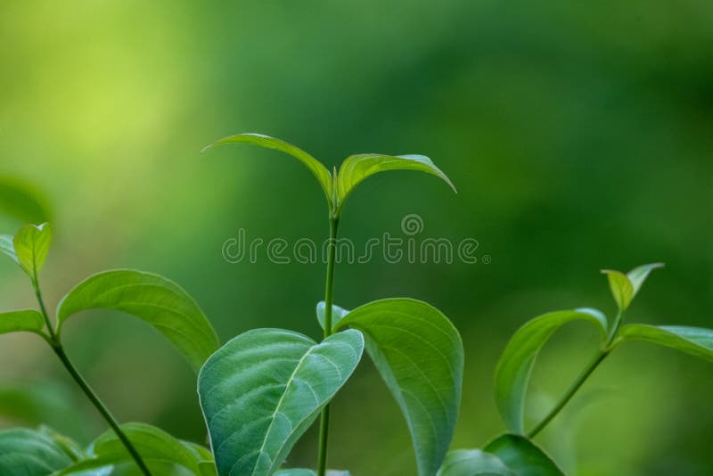 Single Leaf Grows from the Top of a Dogwood Tree Stock Photo - Image of ...