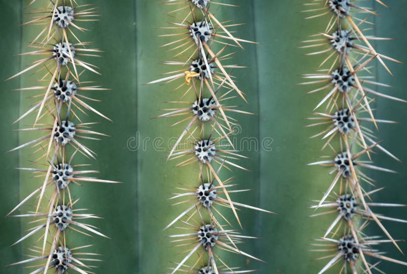 Single Leaf Impaled on Saguaro Cactus Needles Stock Photo - Image of ...