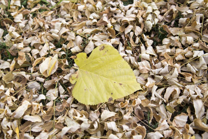 Single leaf on leaves stock photo. Image of plants, outdoor - 47006258