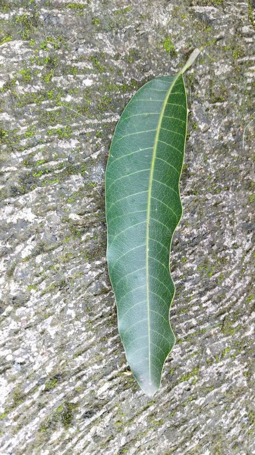 Mango Tree Cad Block Stock Photos - Free & Royalty-Free Stock Photos ...