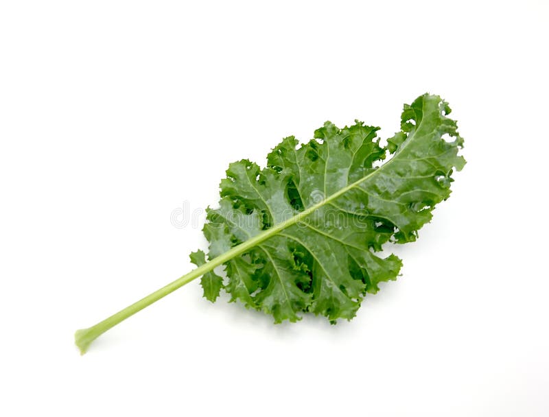 Single Kale or Leaf Cabbage Hardy Annual Green Vegetable Plant Left ...