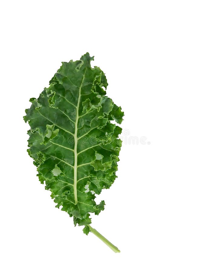 Single Kale or Leaf Cabbage Hardy Annual Green Vegetable Plant Left ...