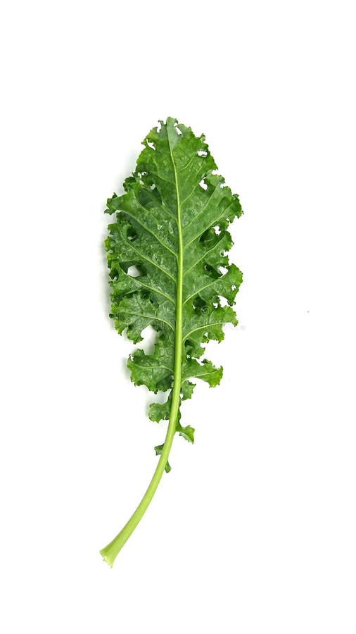 Single Kale or Leaf Cabbage Hardy Annual Green Vegetable Plant Left ...