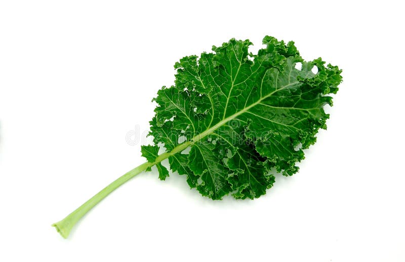 Single Leaf of Organic Green Kale on White Background Stock Image ...