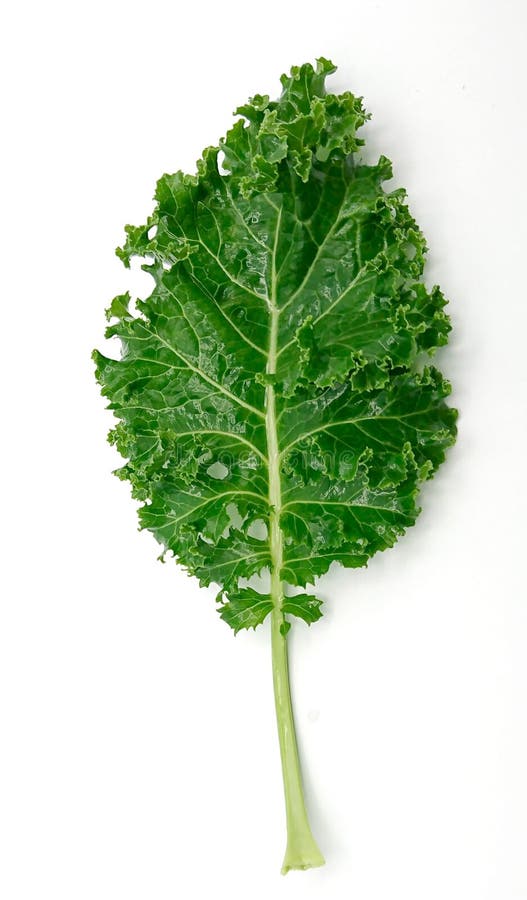 Single Kale or Leaf Cabbage Hardy Annual Green Vegetable Plant Left ...
