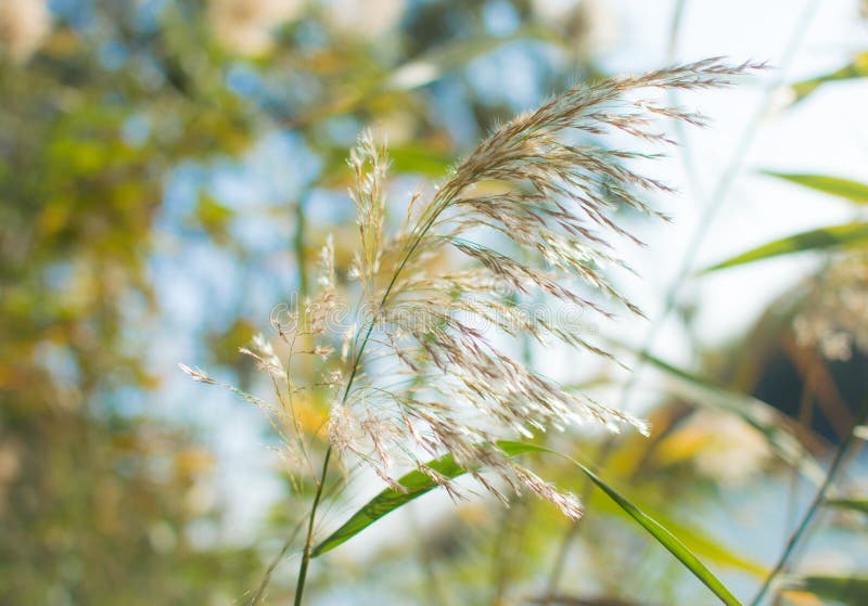 A Single Leaf of a Thin White Plant in Nature Daylight in Front of Tree ...