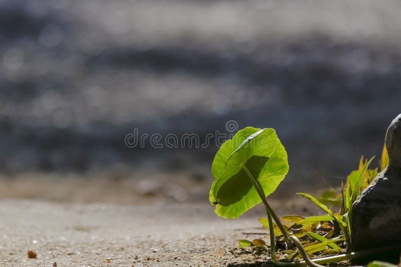 Single Leaf Plants on the Ground Stock Image - Image of green, sunlight ...