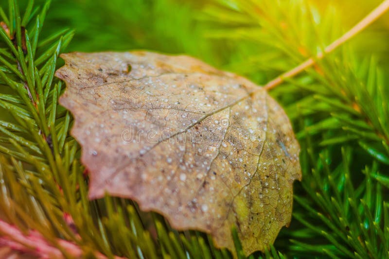 A Leaf is on a Pine Branch in the Foreground Stock Image - Image of ...