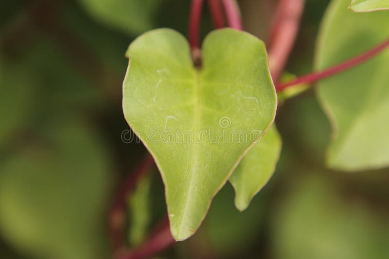 Single Leaf with red stem stock image. Image of leaf - 263737095