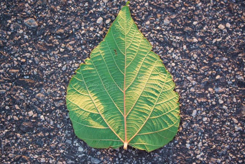 Single leaf on road. stock image. Image of concept, daylight - 60762719