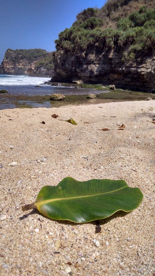 A Single Leaf on a Sandy Beach Stock Photo - Image of leaf, plant ...