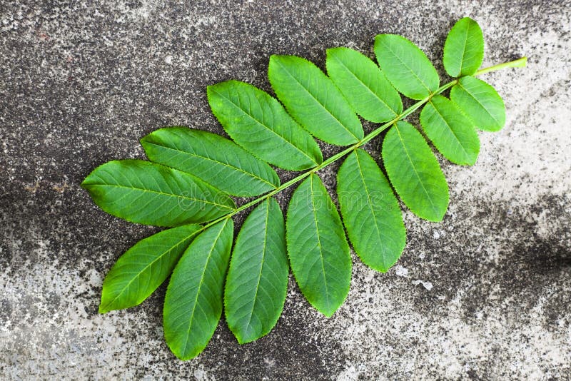 Single leaf set stock image. Image of growth, beauty - 24679121