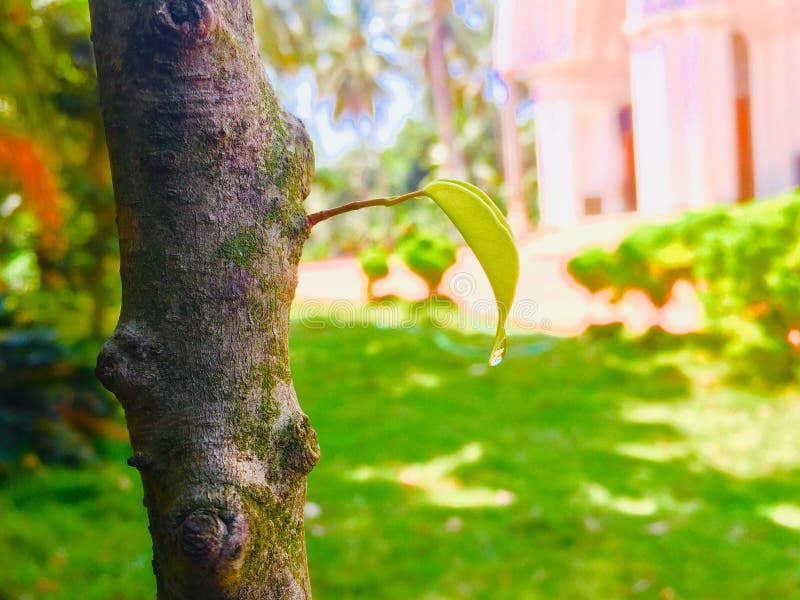 Single Leaf in the Tree on Spring Season Starting / Click Using Mobile ...