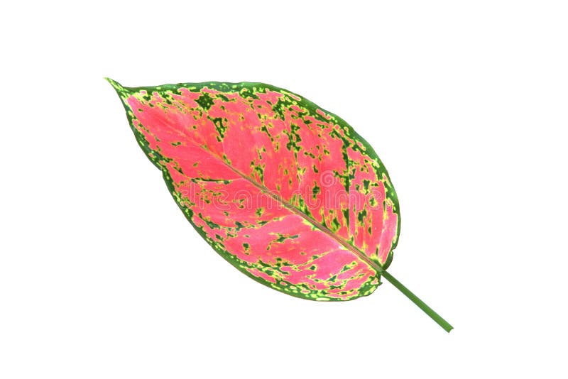 Single leaf stock photo. Image of nature, leaf, isolated - 74966502