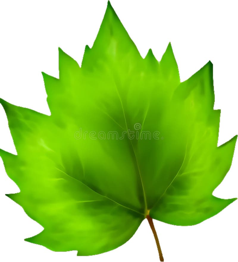 A Single Leaf on a White Background. AI-Generated Stock Image ...