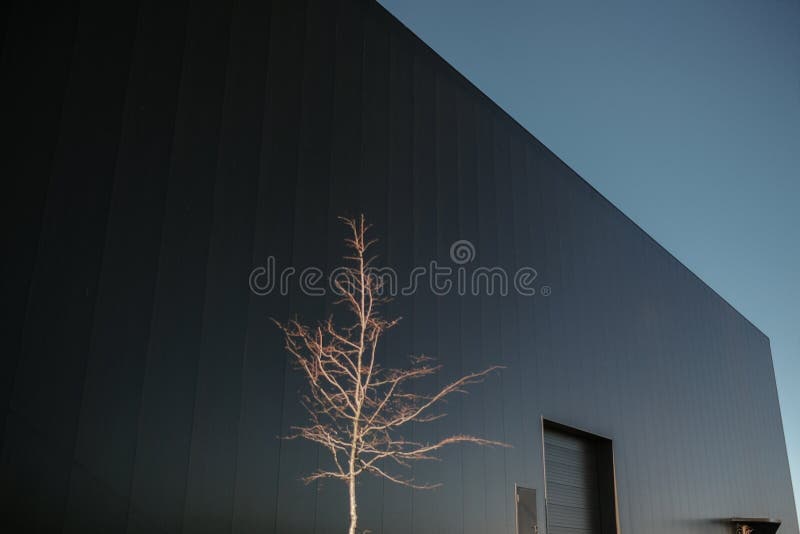 Single Leafless Tree in Front of a Modern Black Building Stock Image ...