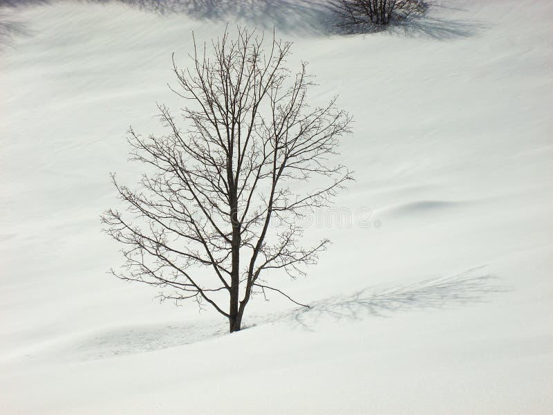 Single Leafless Tree in a Snow Hill Stock Image - Image of hills ...