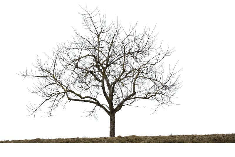 Leafless oak tree stock image. Image of woods, natural - 99814907