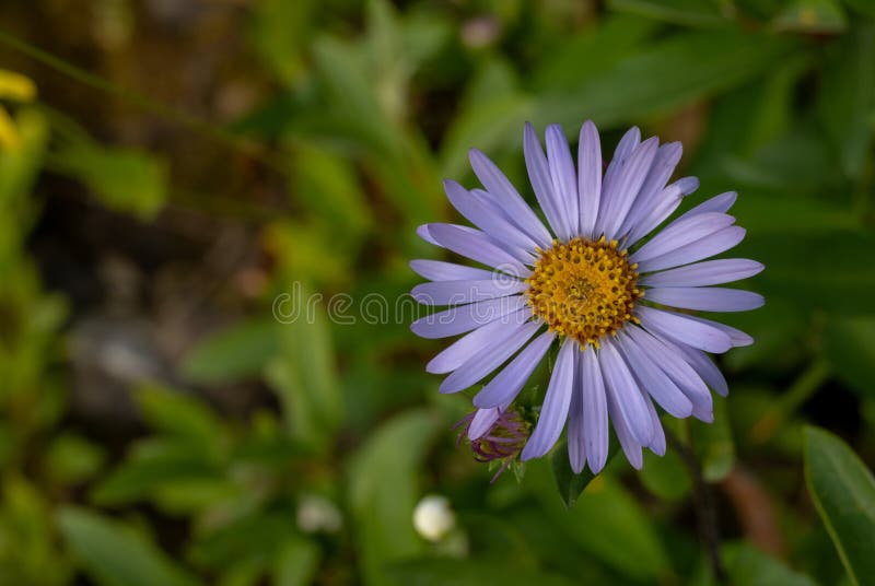 Single Leafy Aster Grows Along Highline Trail in Glacier Stock Image ...