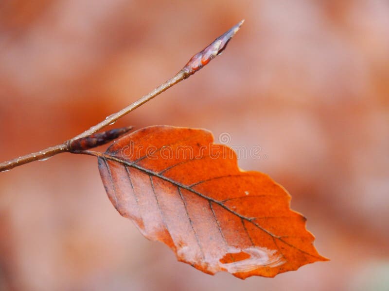 Single red leave stock image. Image of nature, aging - 15895421